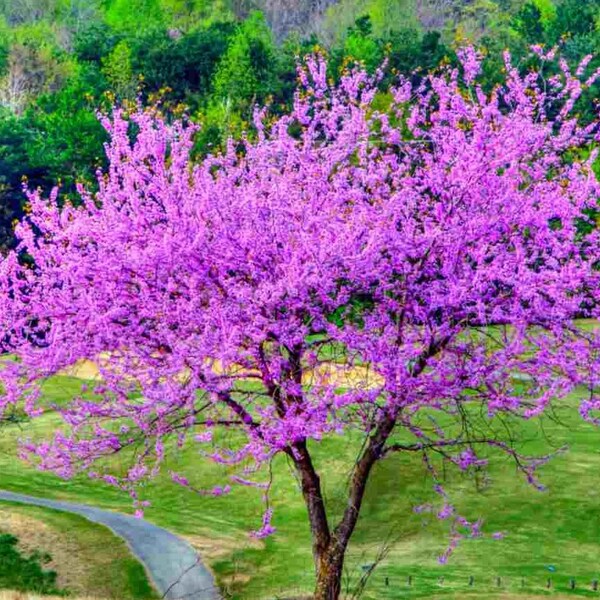 Redbud Tree - Etsy