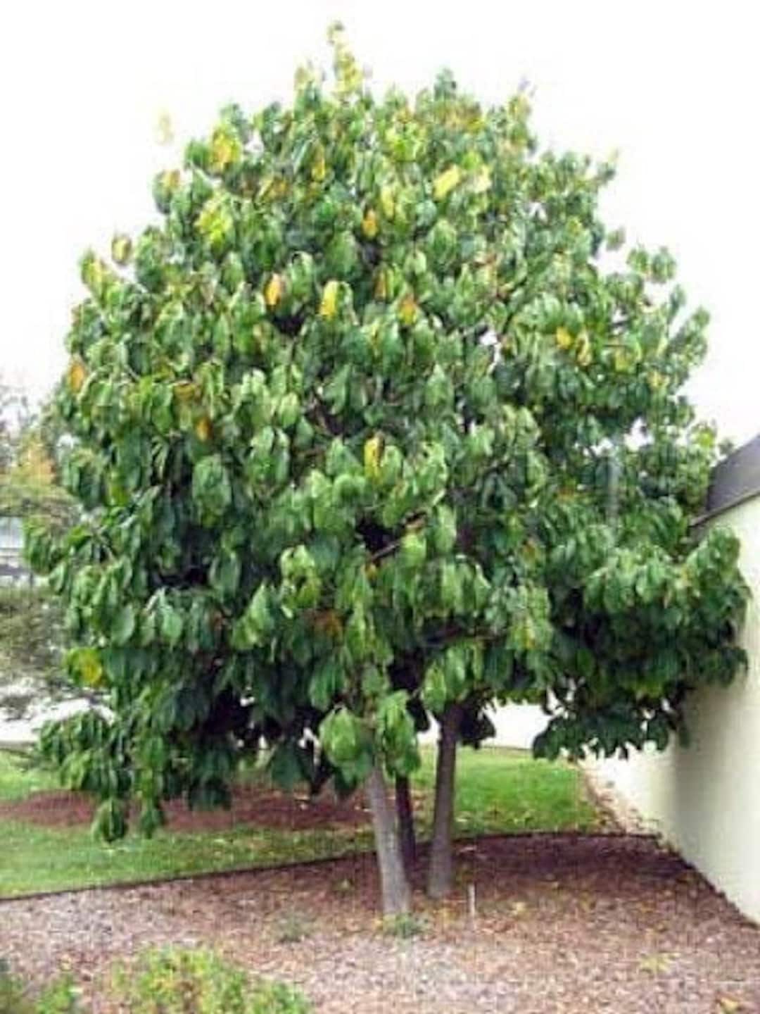 4 Small American Paw Paw Tree Seedlings 6-12 Tall AKA Hoosier Banana ...