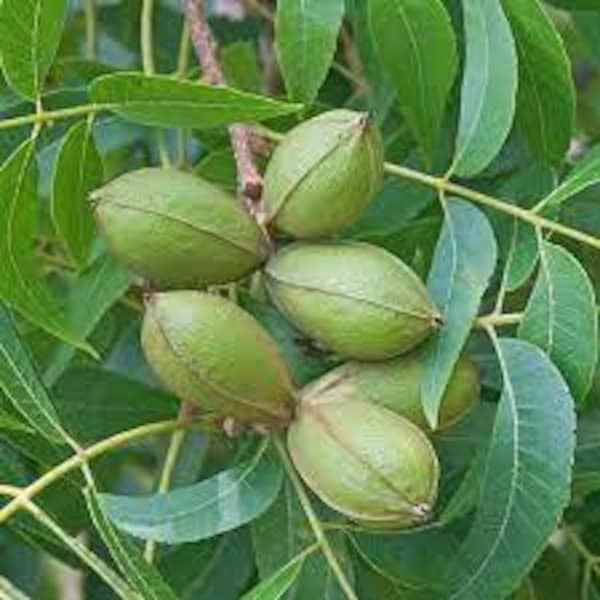 Pecan Tree - Etsy
