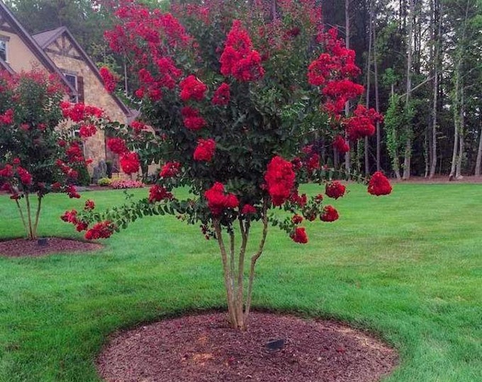 2 Red Crape Myrtles (18-24inches Tall) Great Fall Blooms! Fast Growers ...