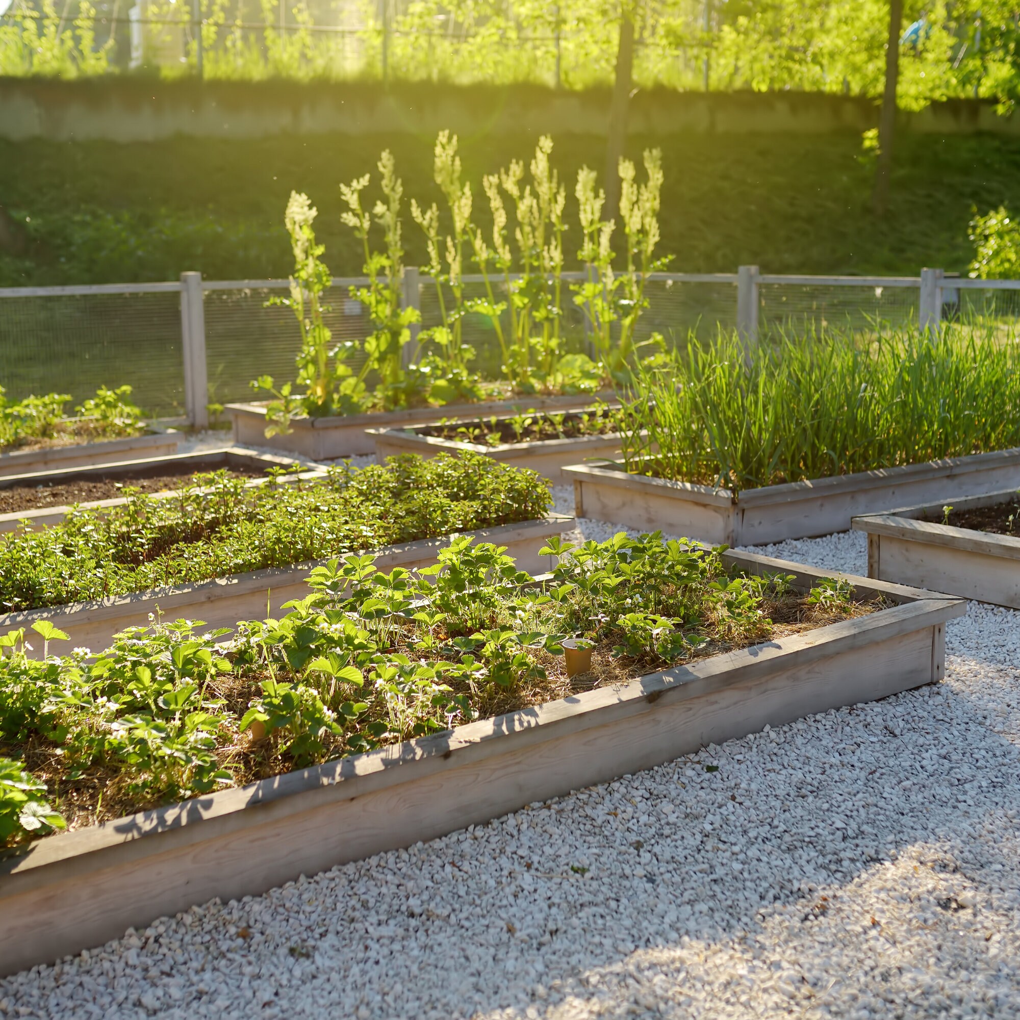 Diy Planter Box Plans Cedar Planter Plans Raised Planter Diy Garden Boxes Garden Box Plans