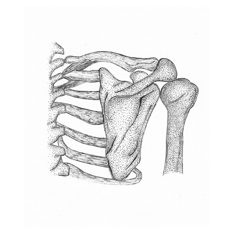 Anatomical Collarbone Print Pointillism Anatomy Medical Art Skeletal ...