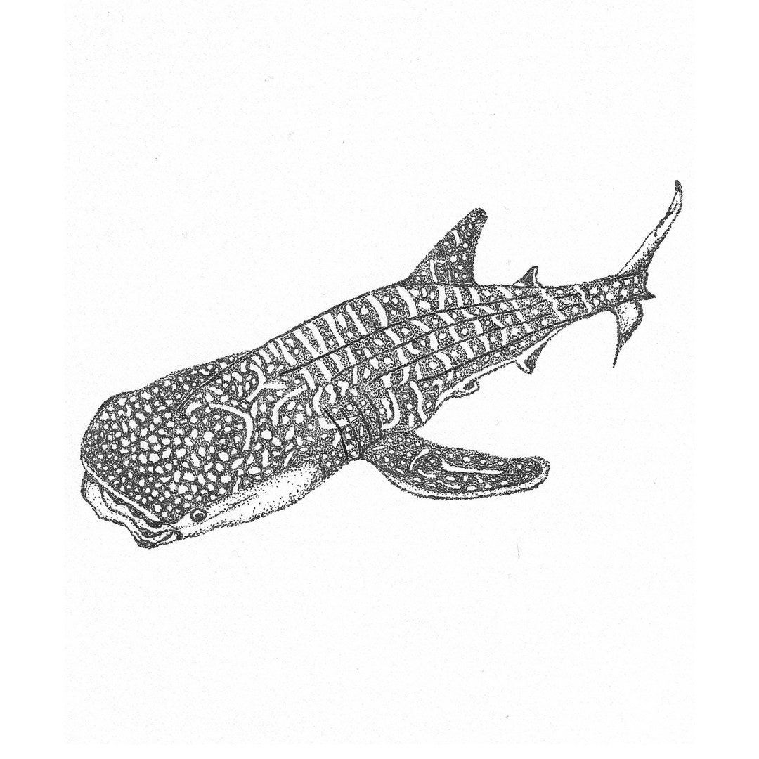 Whale Shark Print Pointillism Animal Animal Art Whales Pen Drawing Hand ...