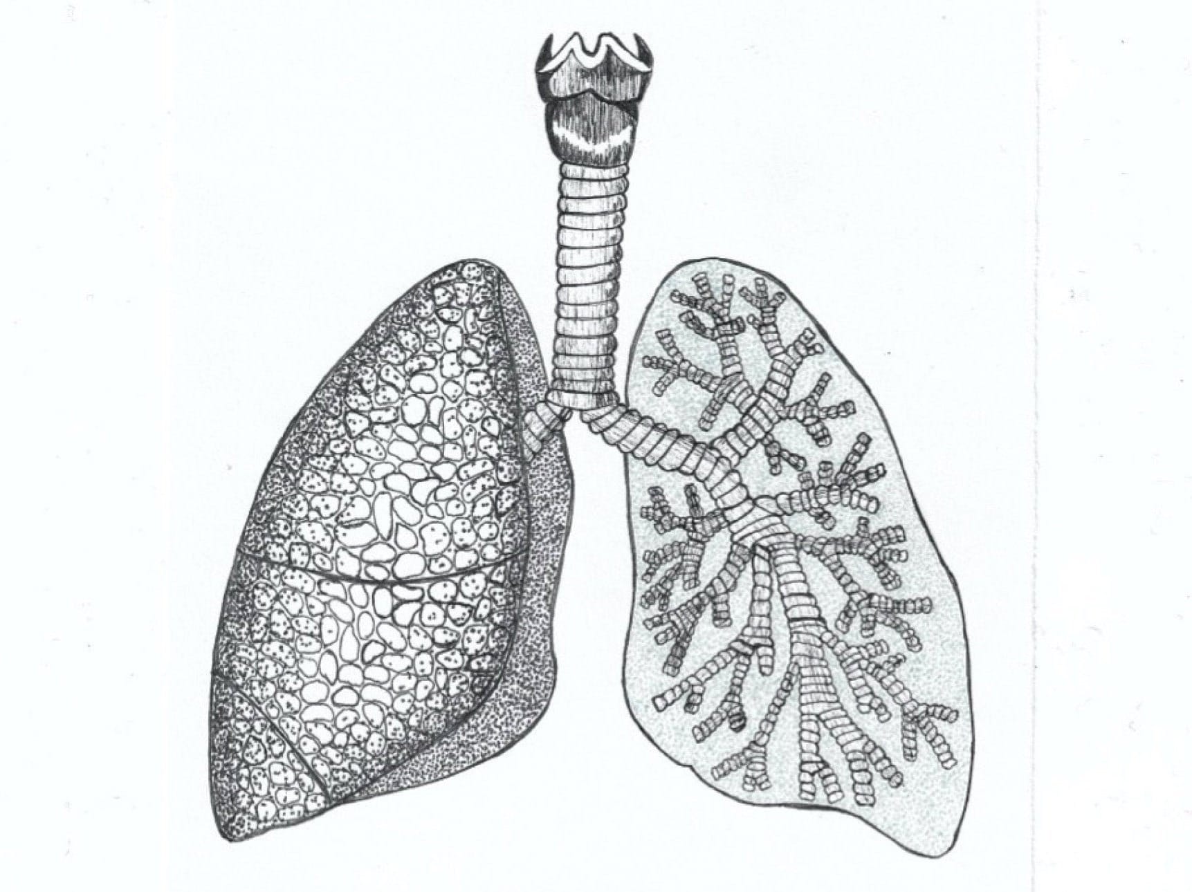Anatomical Lungs Drawing