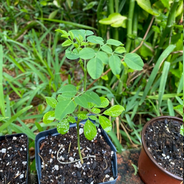 Dwarf Moringa Tree - Etsy