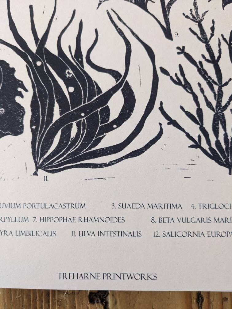 Forager's Poster, Coastal Species 30 X 42 Cm. English or Cymraeg. Print ...