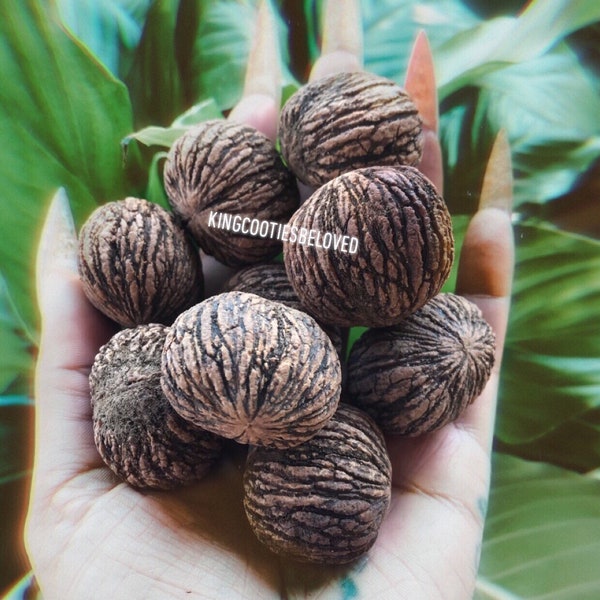 Black Walnut Shells - Etsy