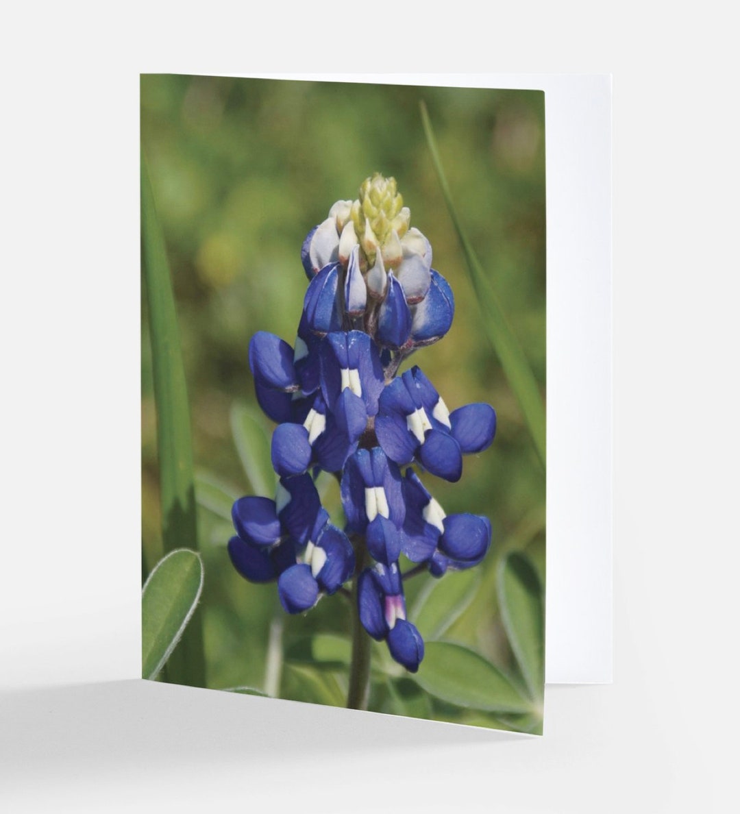 Bluebonnet Note Cards - Etsy