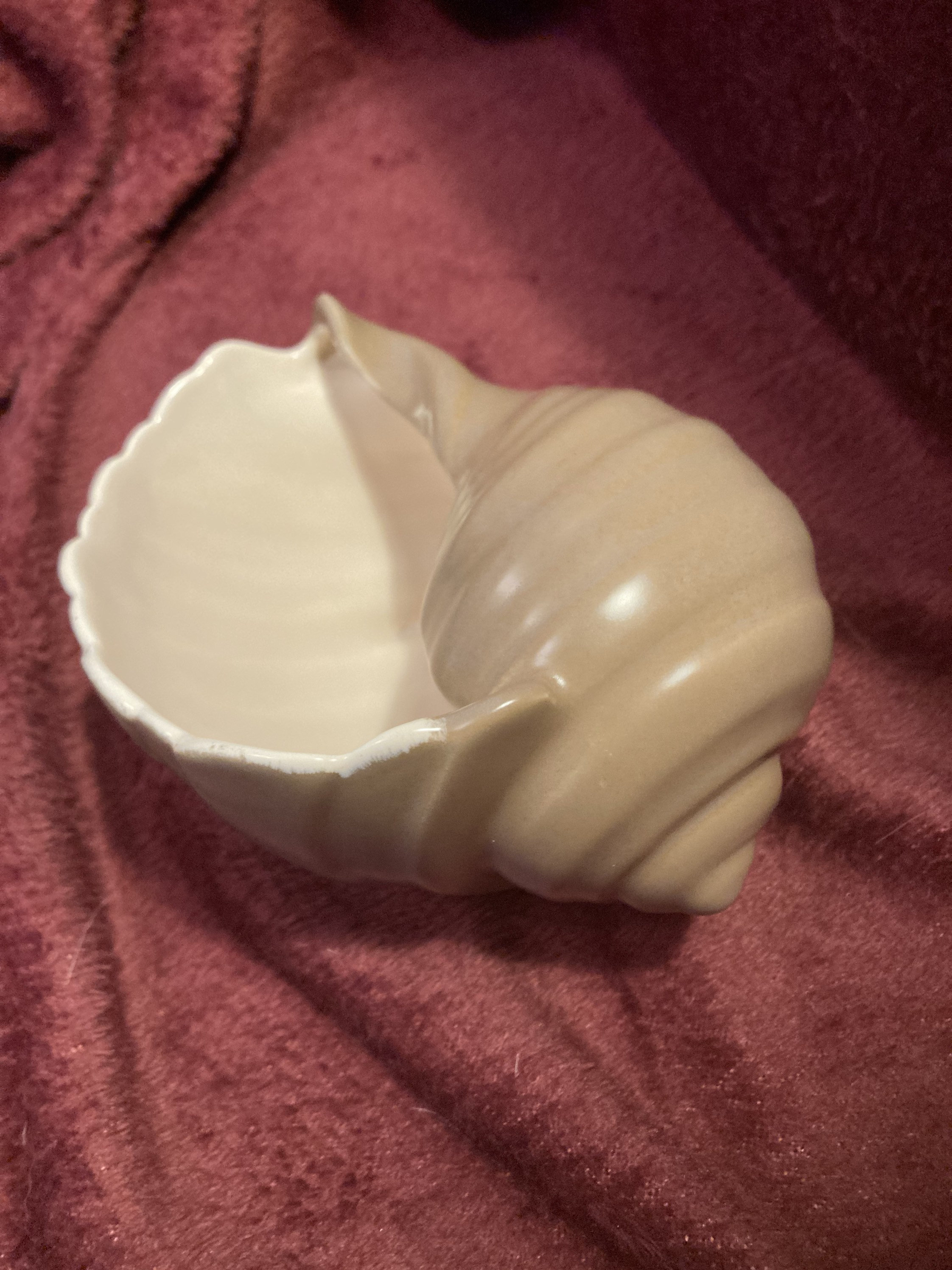 Poole Pottery Conch Shell - Etsy