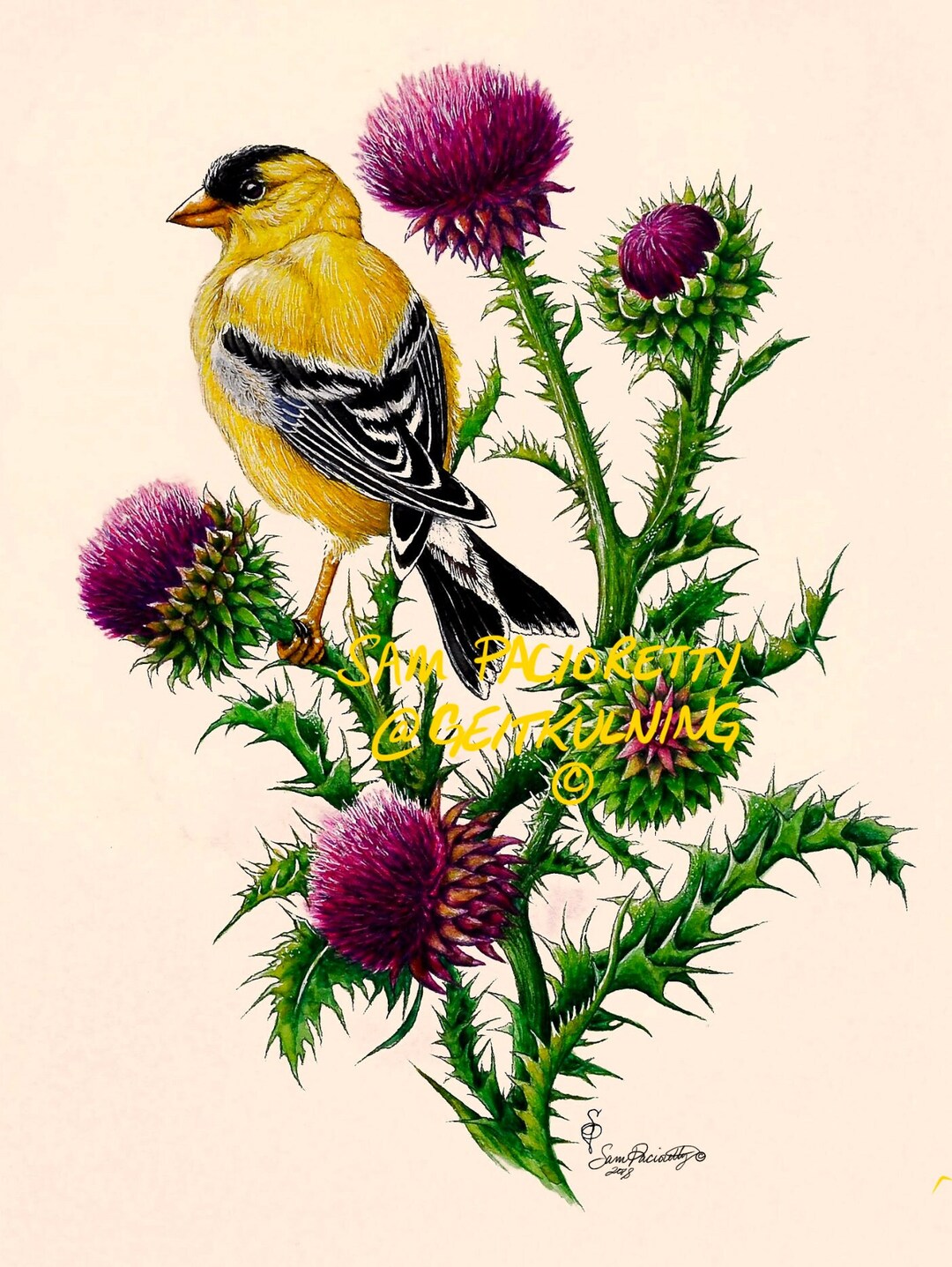 Idaho Summer Goldfinch Original Sam Pacioretty Watercolor Art Print - Etsy