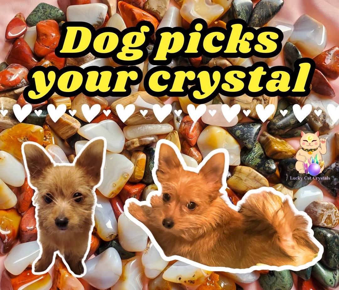 Dog Picks Your Crystal Puppy Picks Your Crystal Pet Picks Your Crystal ...