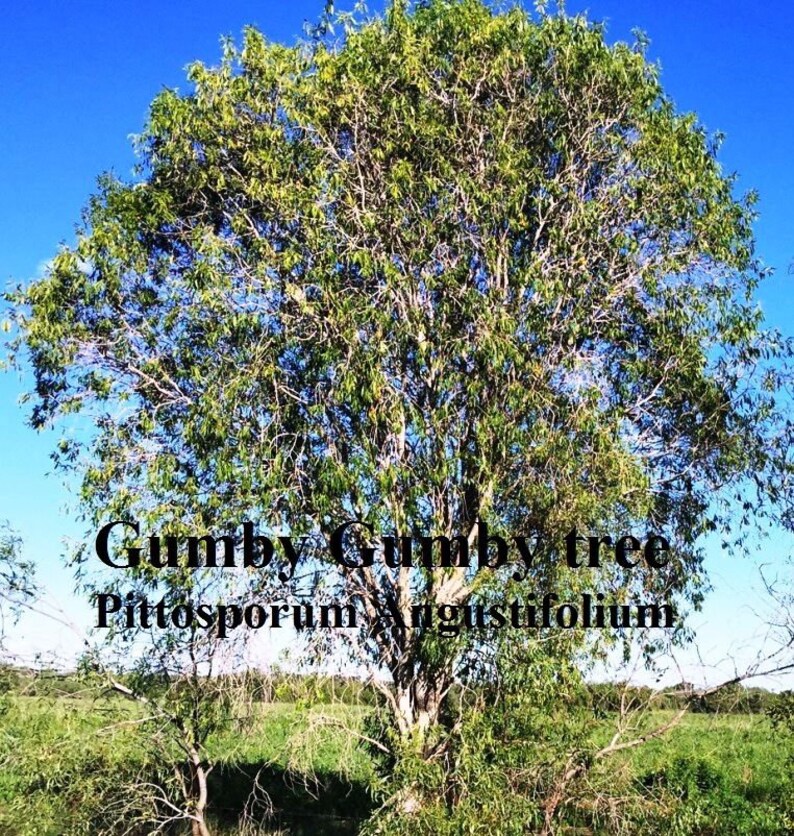 100 Gumbi Gumbi Capsules 100% Pittosporum Angustifolium | Etsy