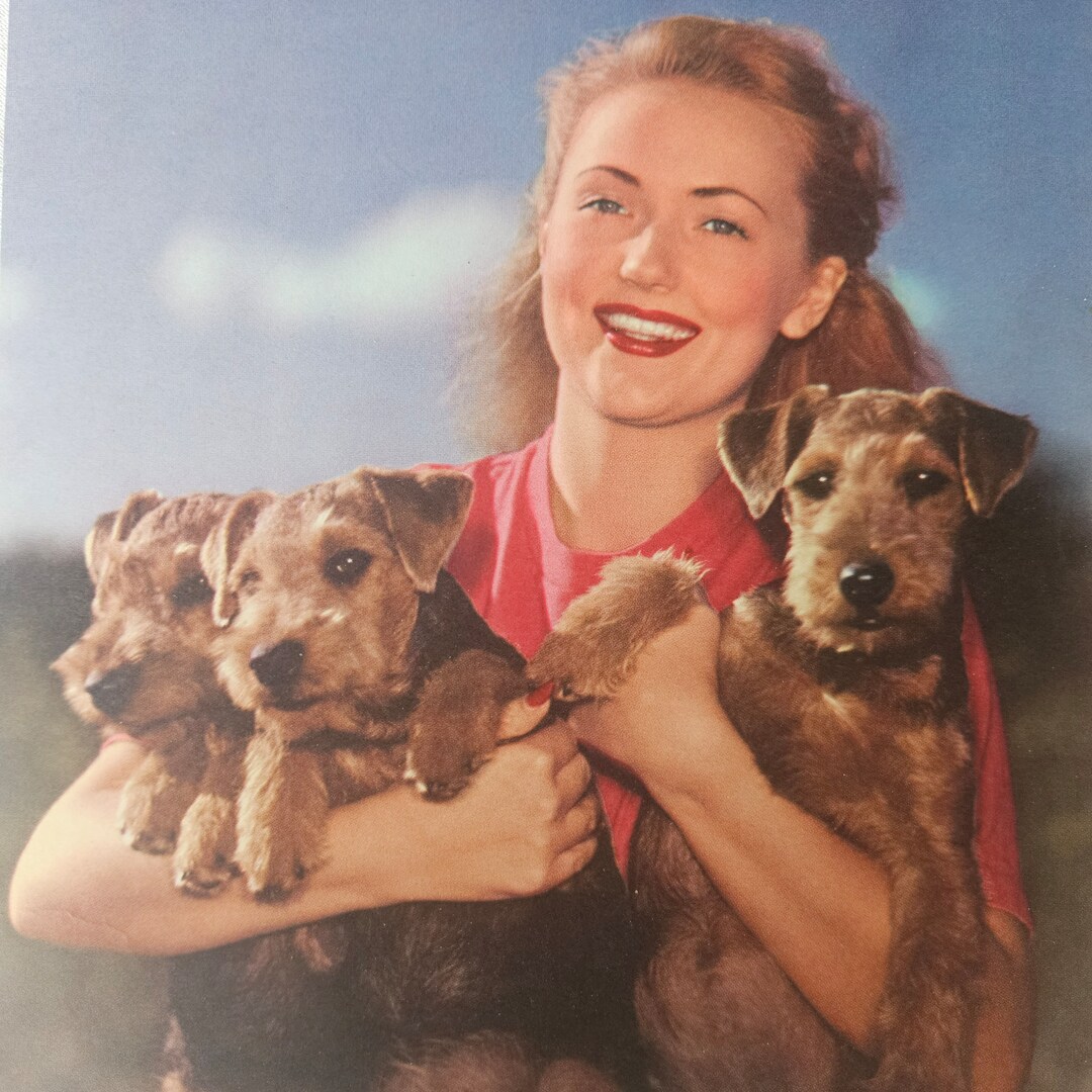 3 Dog Calendar Topper Samples, 40s 50s, True Color Hand Painted, NOS - Etsy