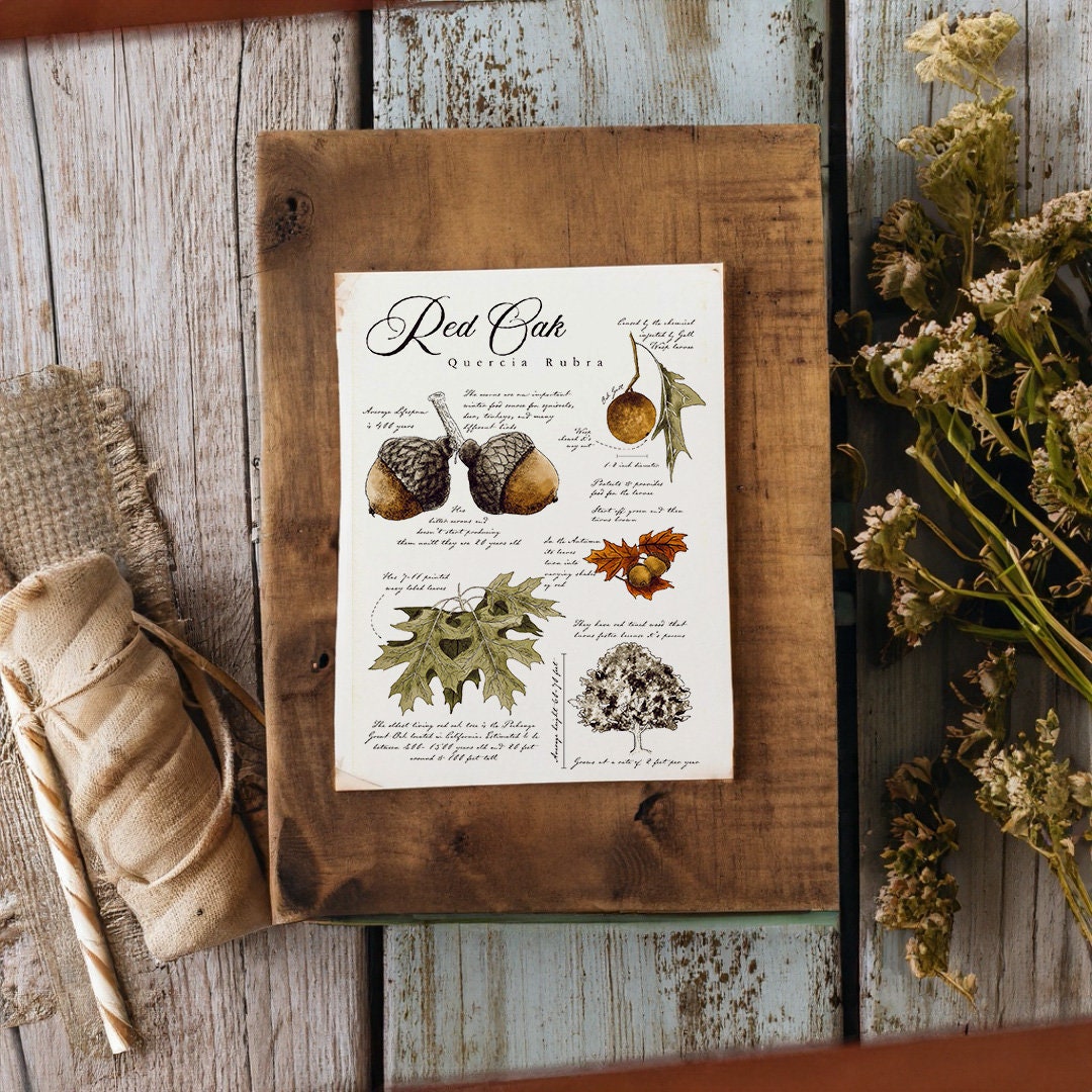 Red Oak Nature Journal Page | Nature Art | Rustic Nature Journal - Etsy
