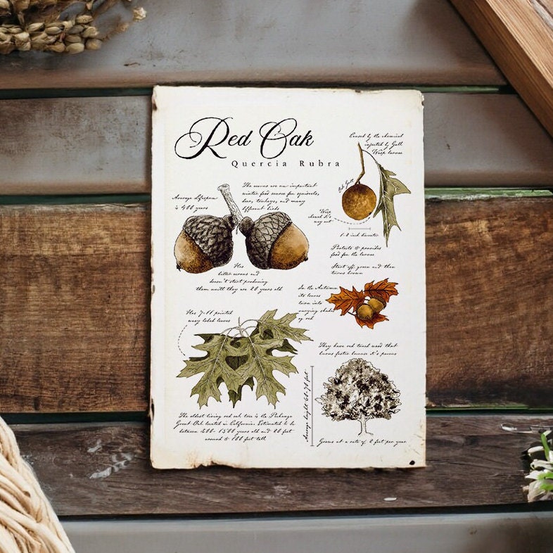 Red Oak Nature Journal Page | Nature Art | Rustic Nature Journal - Etsy