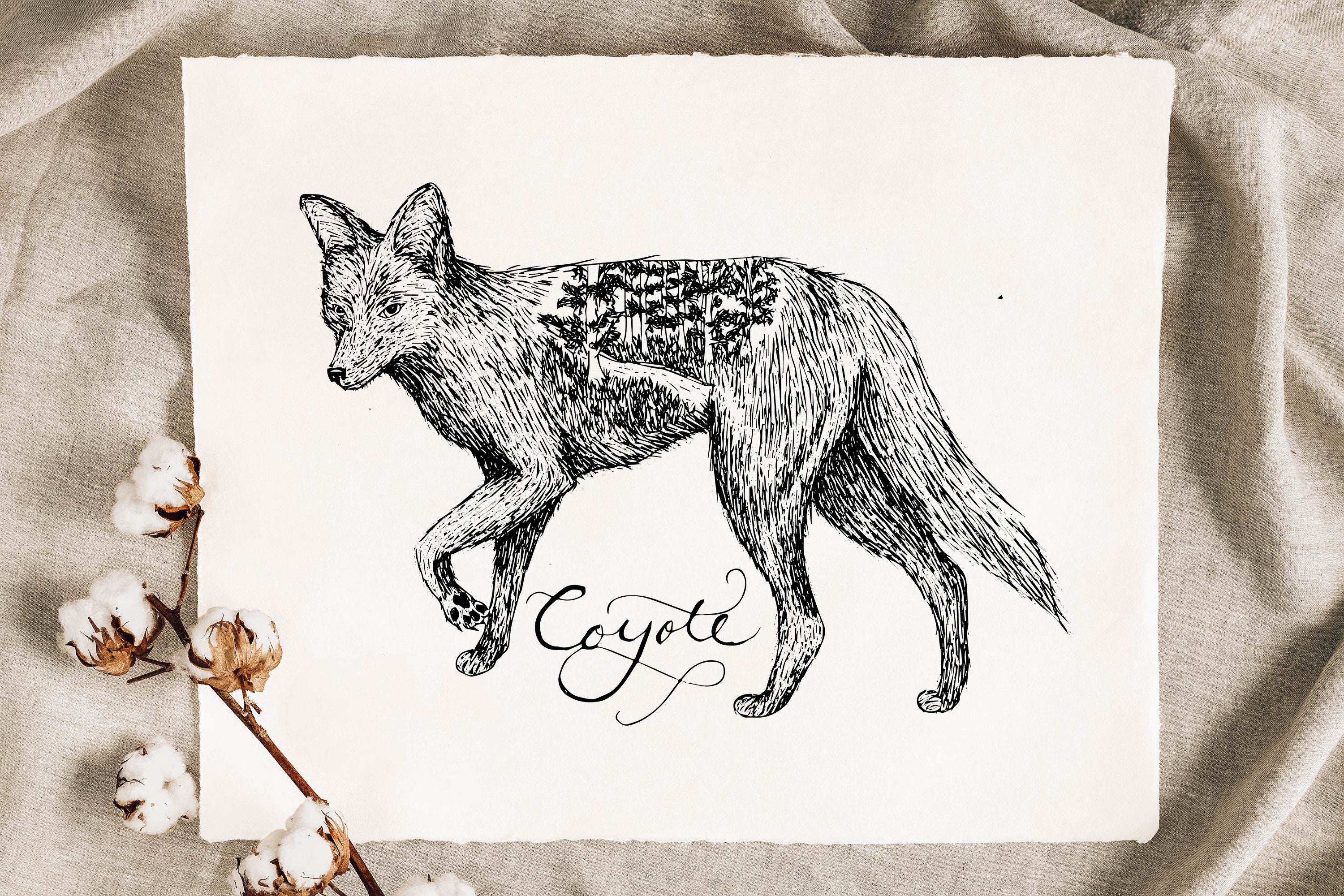 Double Exposure Coyote Sketch Illustration Coyote - Etsy