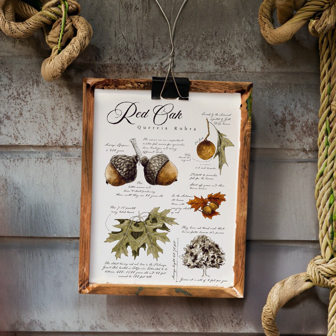Red Oak Nature Journal Page | Nature Art | Rustic Nature Journal - Etsy