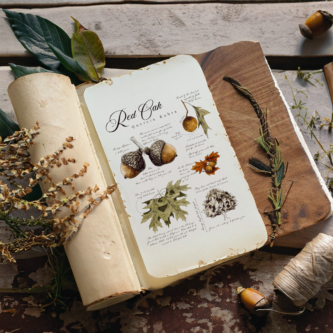 Red Oak Nature Journal Page | Nature Art | Rustic Nature Journal - Etsy