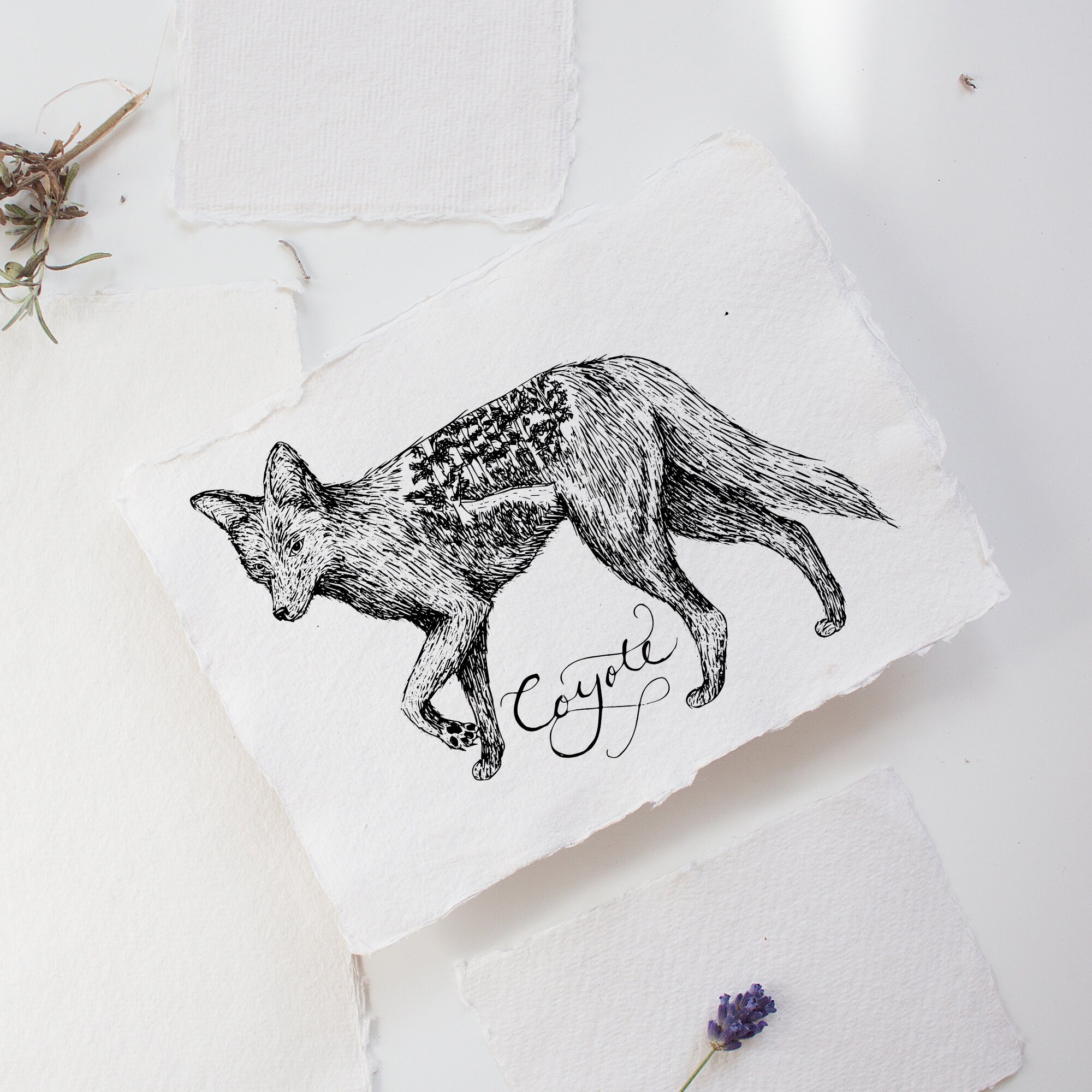 Double Exposure Coyote Sketch Illustration Coyote - Etsy