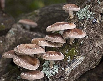 Shiitake Mushroom Plug Spawn 100x FREE USA Shipping - Etsy