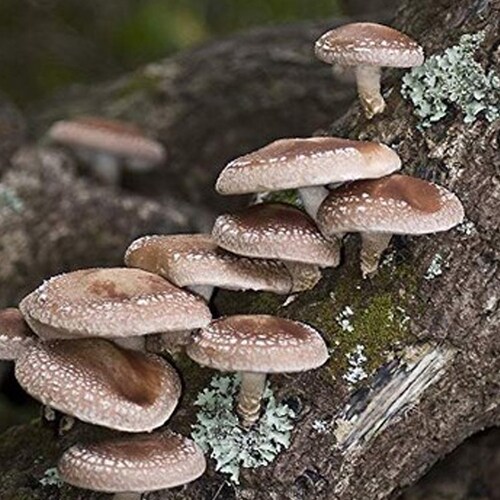 Shiitake Mushroom Plug Spawn - Etsy