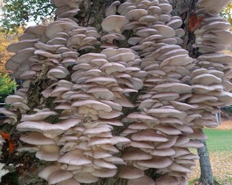 White Oyster Mushroom Mycelium Plug Spawn | Etsy