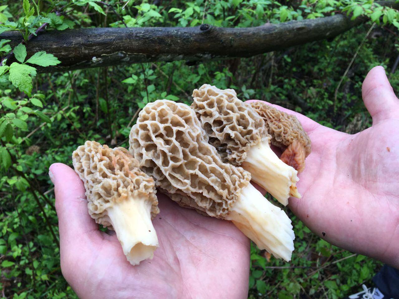 Morel Mushroom Kit - Etsy