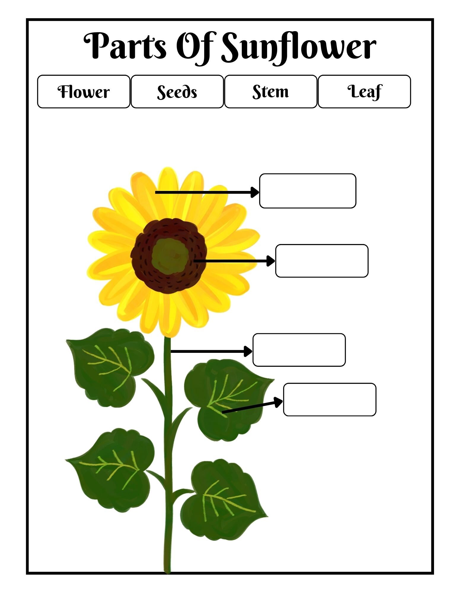 Sunflower Unit Study, Anatomy, Life Cycle 3 Part-cards, Charts ...