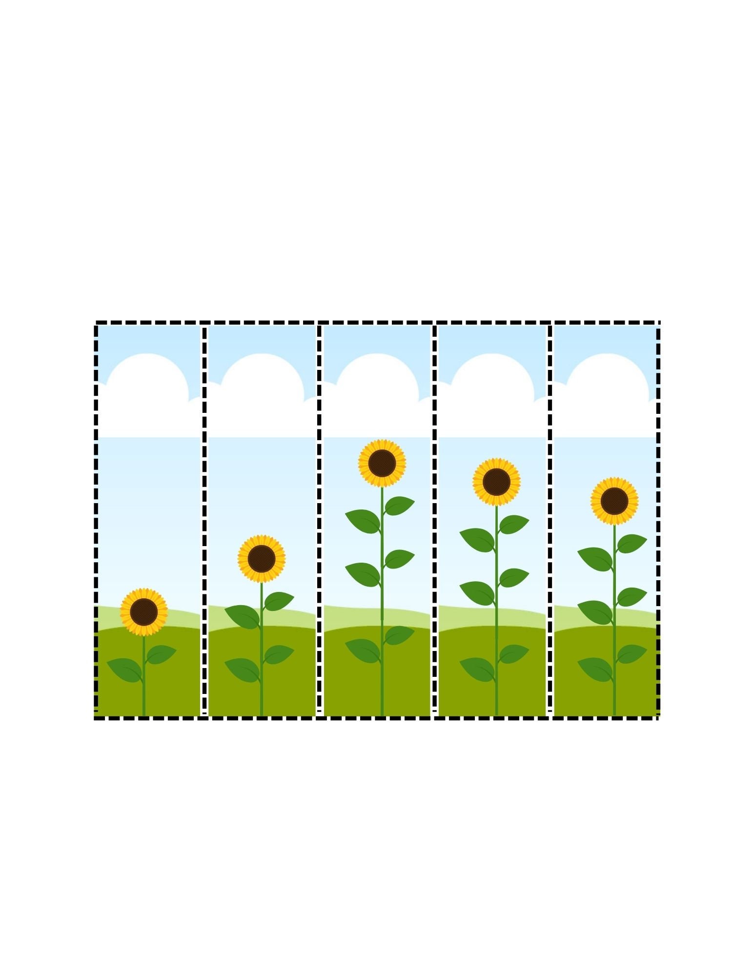 Sunflower Unit Study, Anatomy, Life Cycle 3 Part-cards, Charts ...