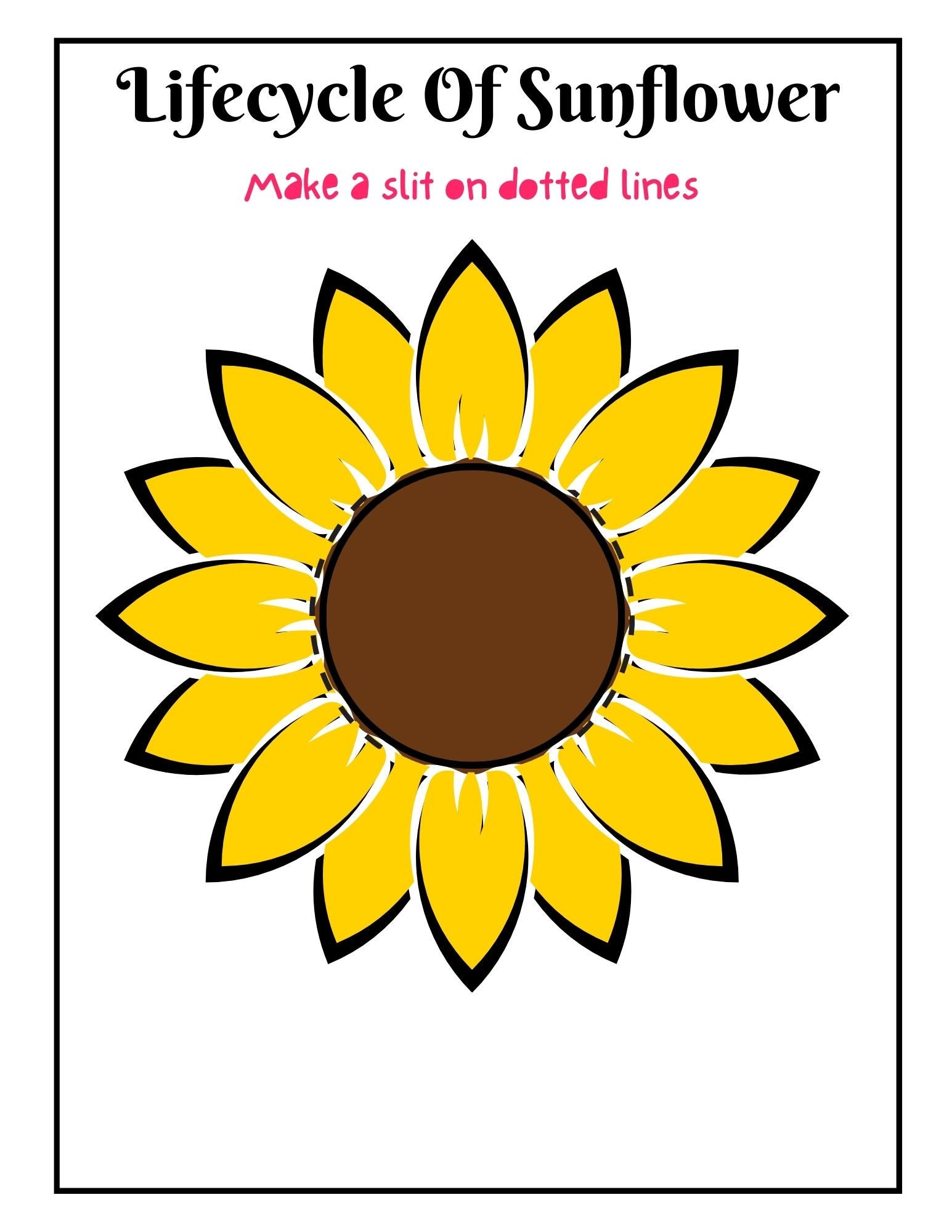 Sunflower Unit Study, Anatomy, Life Cycle 3 Part-cards, Charts ...