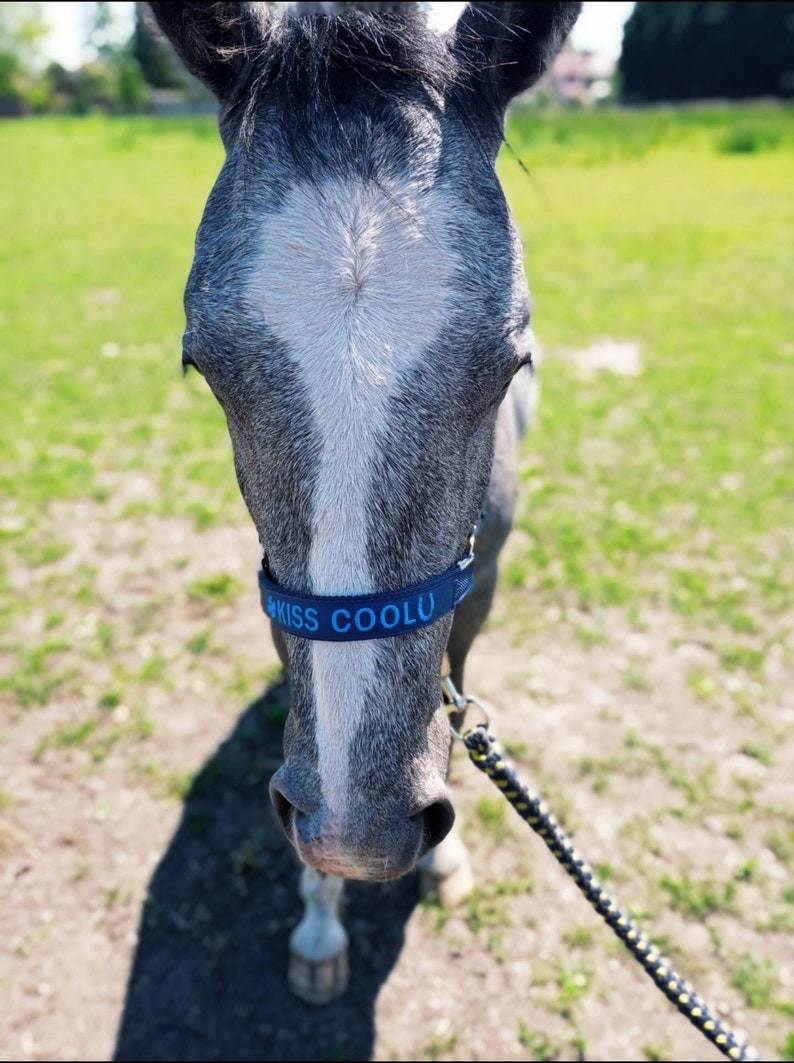 Embroidered Blue Nylon Horse Halter + Lead Rope Set, Custom Equestrian ...