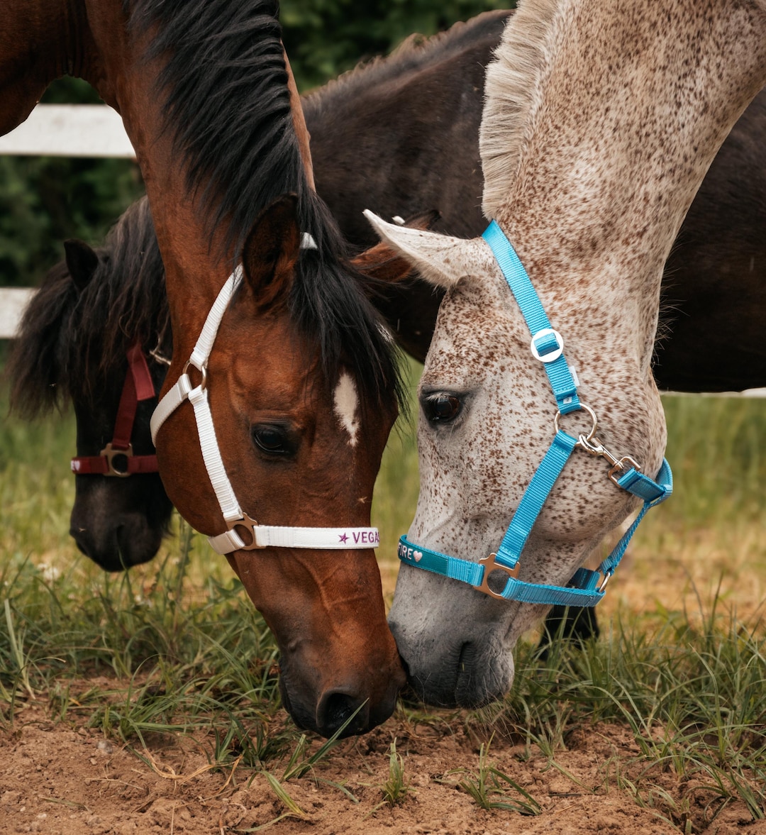 Choose Your Color - Basic Embroidered Horse Halter / Equestrian Tack ...