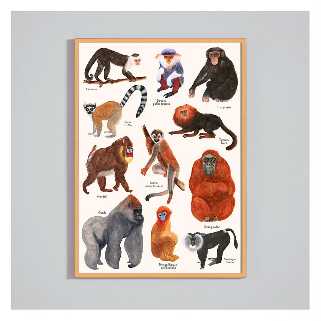 Biodiversity Poster: Primates - Etsy