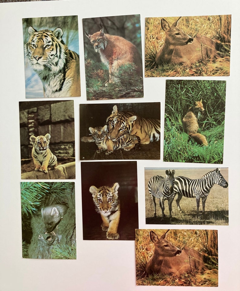 Animals Post Cards Safari Animals Postcards Wildlife Post Cards ...