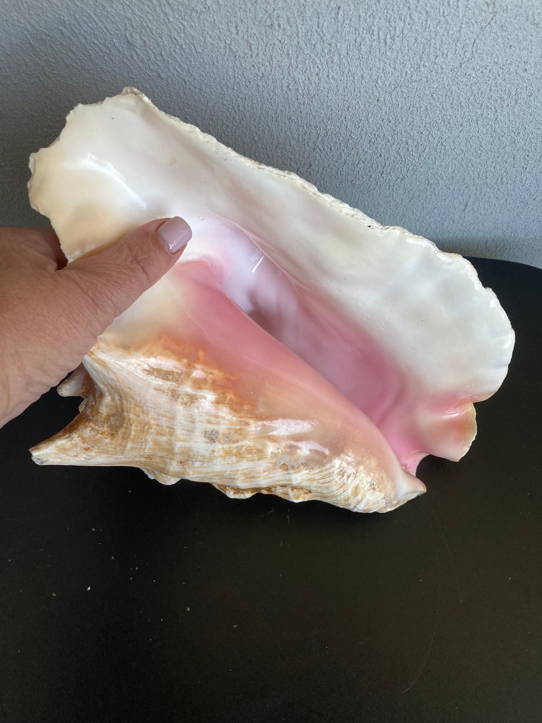 Huge Seashell- Large Beautiful Shell- Natural Seashells -vintage Giant ...