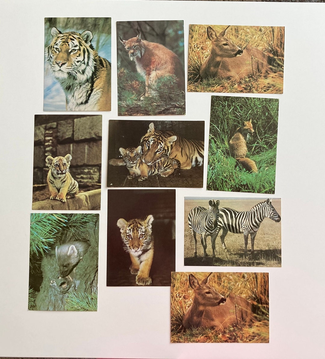 Vintage Wildlife Postcards, Safari Animals, Set of 10 - Etsy