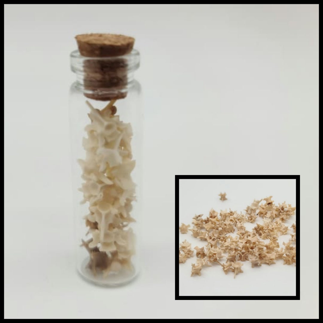 Vial of Snake Vertebrae, Cottagecore Oddity Display, Loose Snake Bones ...