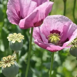 Wildflower Seeds- LARGE PURPLE POPPY Hungarian Breadseed - Etsy