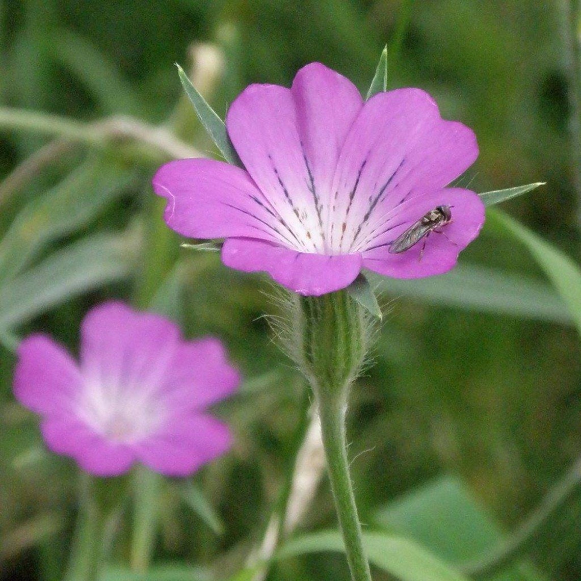 Wildflower Seeds Pink CORNCOCKLE agrostemma Githago - Etsy