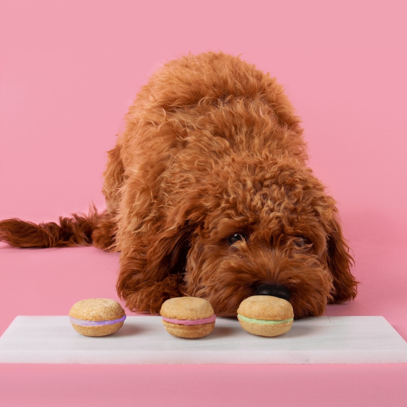 Dog Macarons Ranked 1 Best Dog Gift / All-natural Gourmet - Etsy