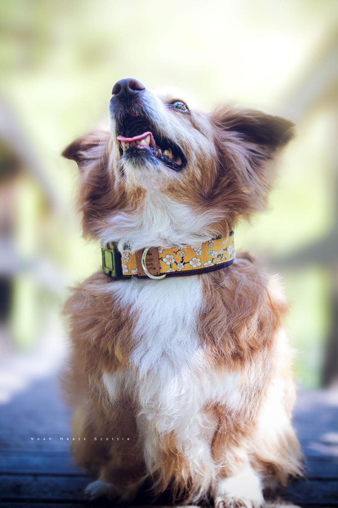 AMBER Dog Collar or Harness – Mustard Yellow With Cherry Blossoms, Dark ...