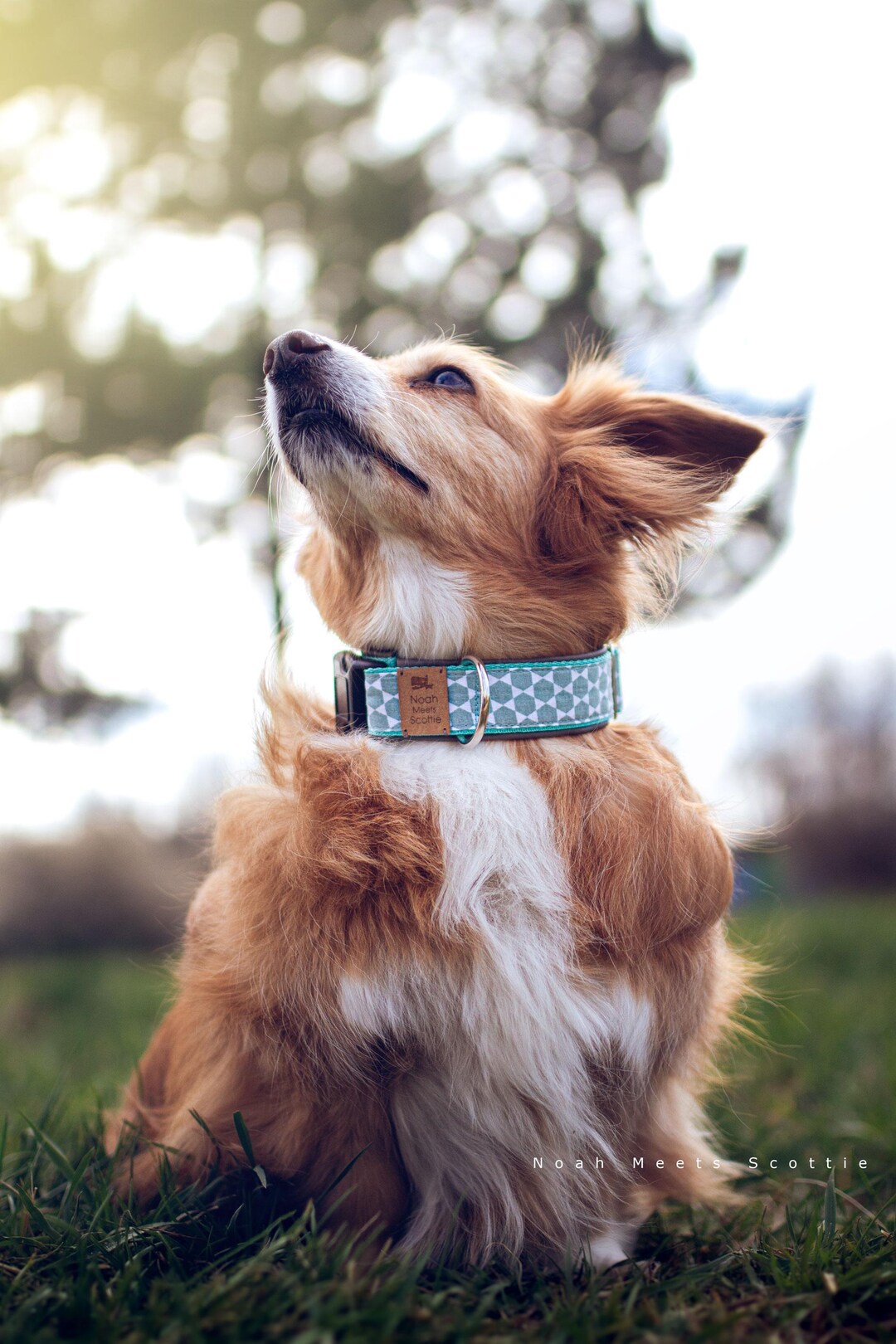 Dog Collar or Harness MARLON – Geometric Octagon Pattern Mint and White ...