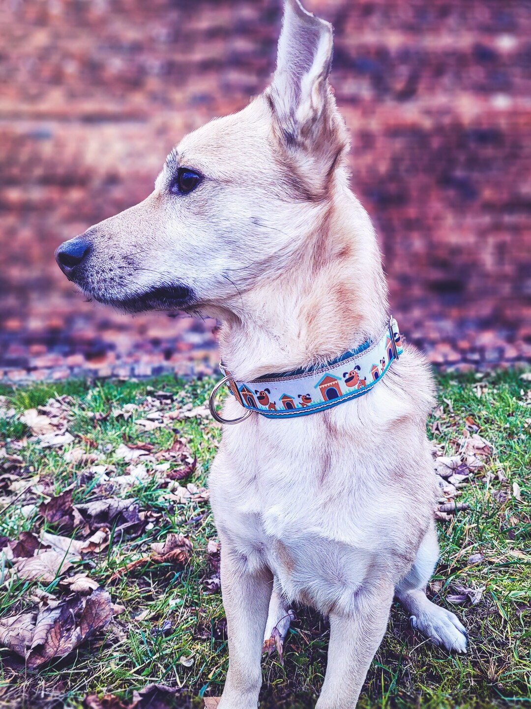 Dog Collar or Dog Harness BUDDY, Dogs, Mint, Blue, Comic, Design, Dog ...