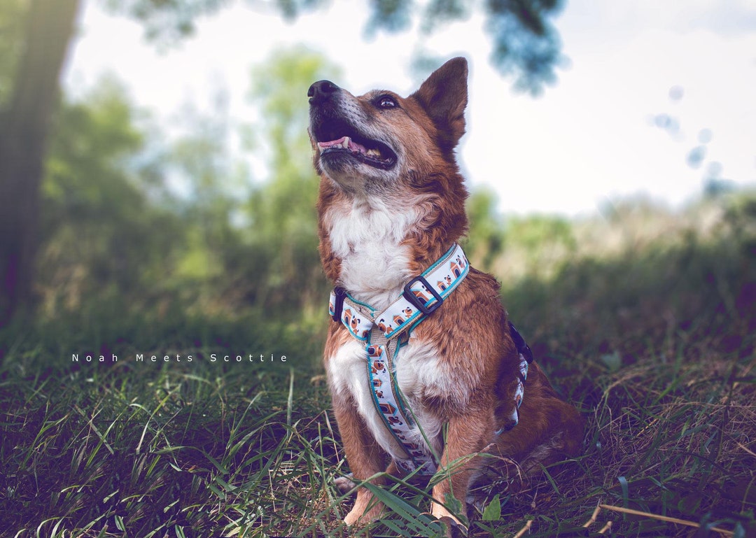 Dog Harness BUDDY Harness With Dog Motifs in Comic Design in Brown ...