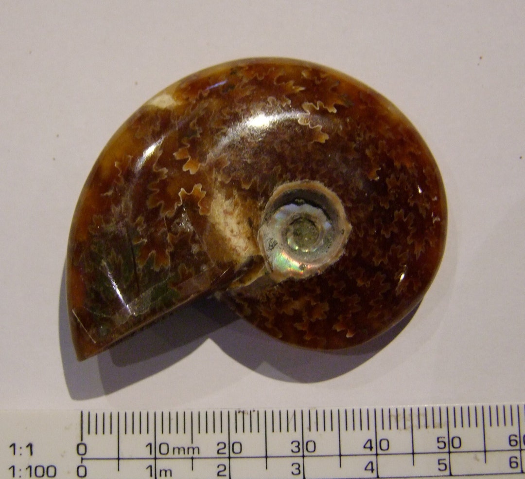Fossil Ammonite Specimen From Madagascar - Etsy