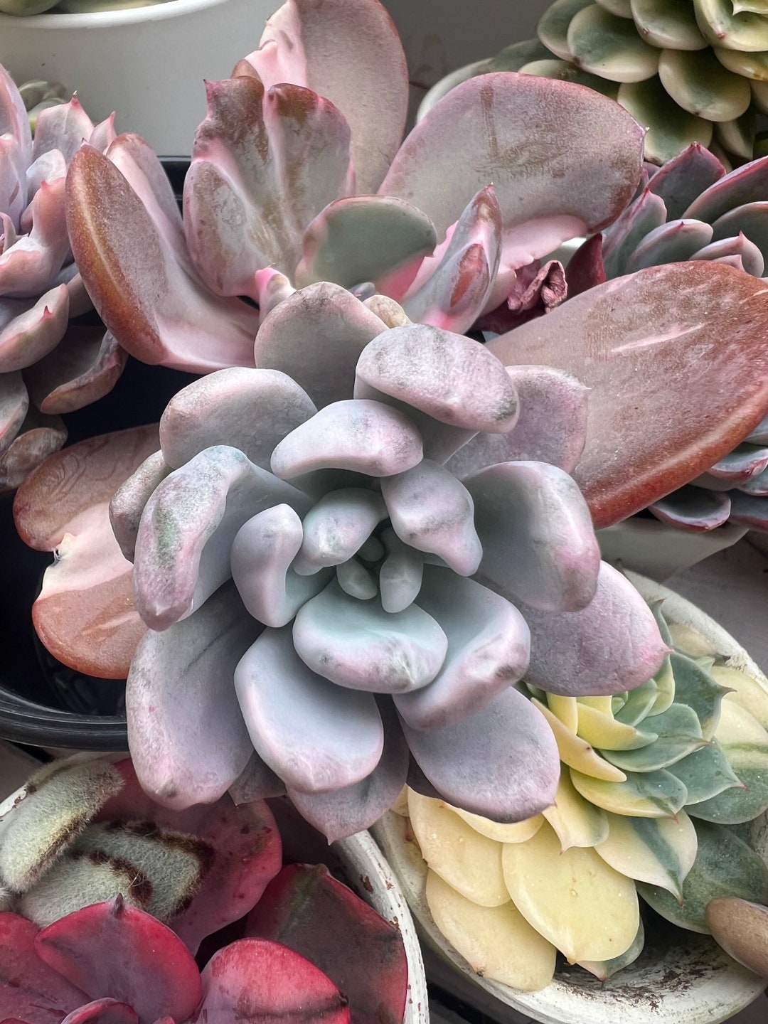 Patchyphytum Roly Poly Pink Pastel Variegated White Succulent - Etsy
