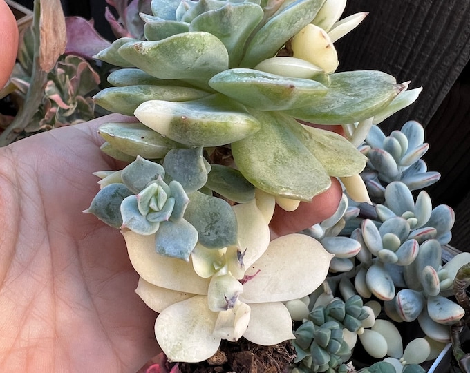 Echeveria Fun Queen Variegated Cluster - Etsy