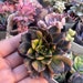 Echeveria Ellen Variegated - Etsy
