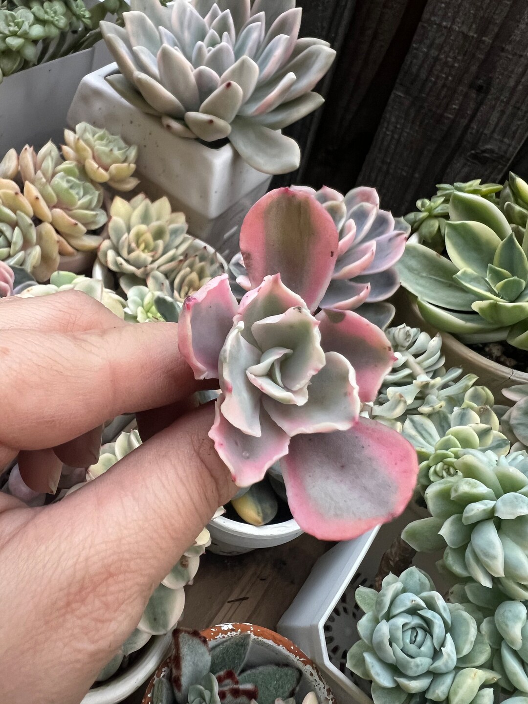 Echeveria Variegated Pink Angel Succulent Pastel - Etsy