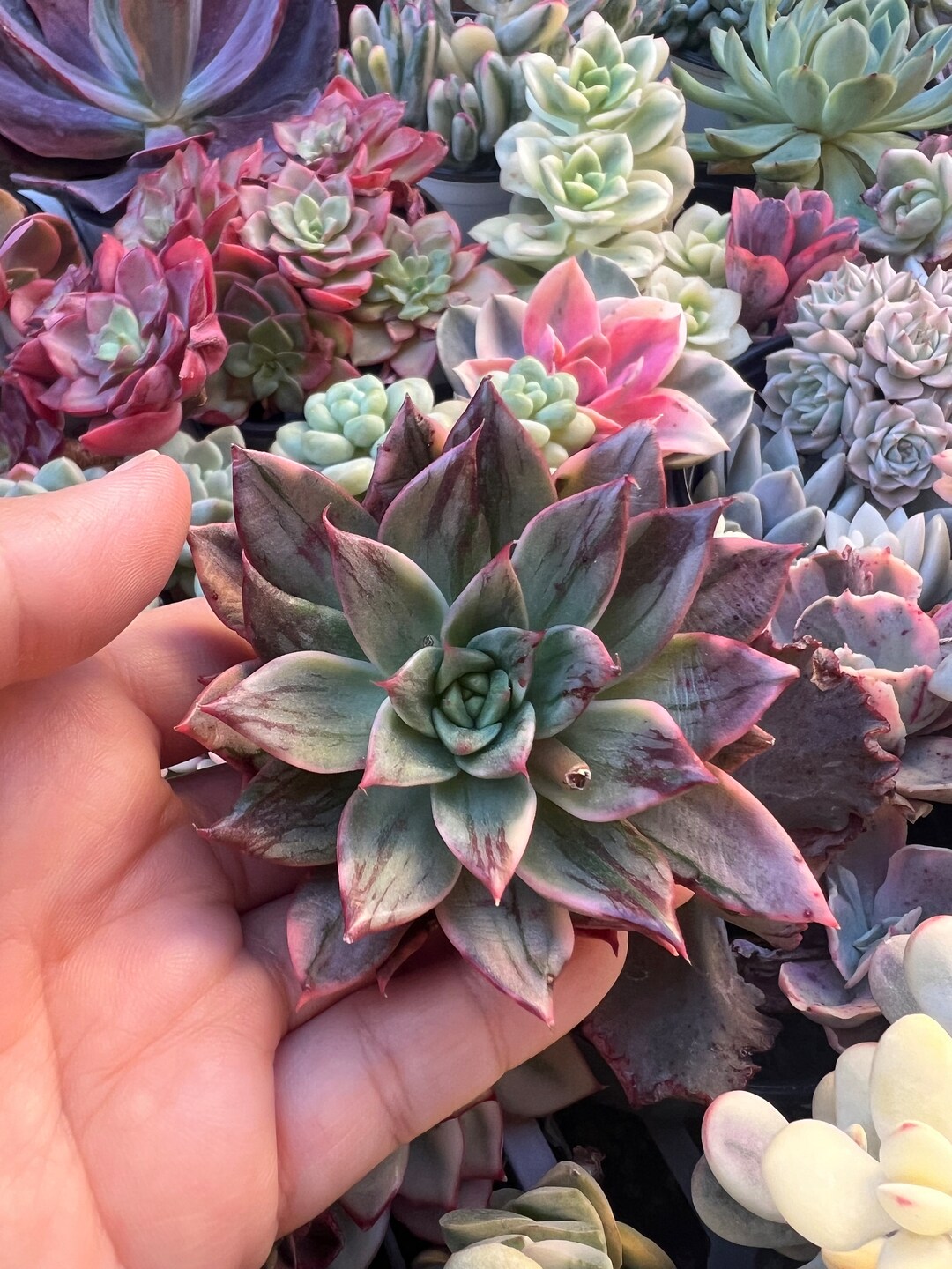 Echeveria Leopard Variegated Succulent - Etsy
